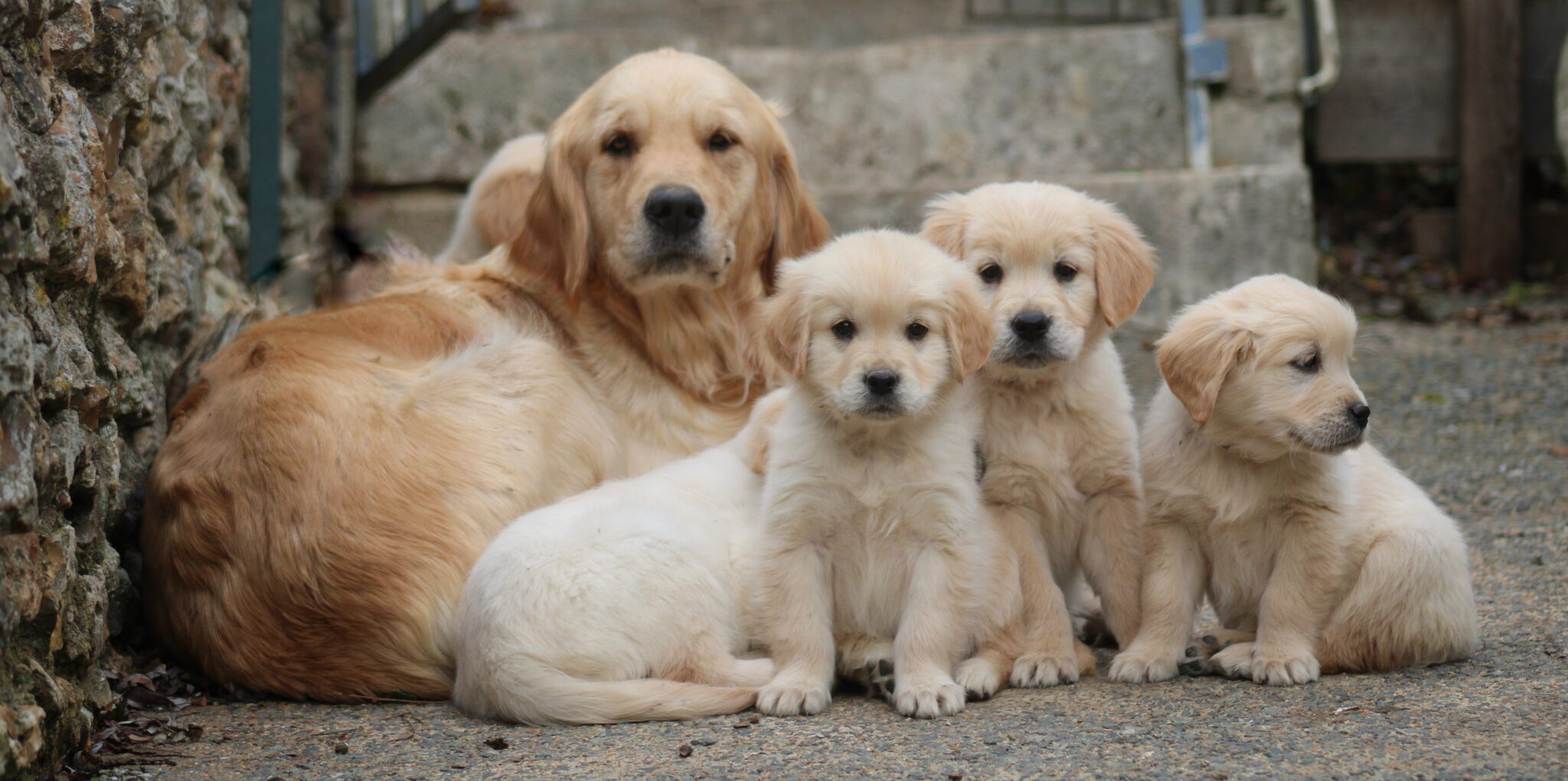 Le Golden Retrievers - Elevage des Alizés De Maëlynn